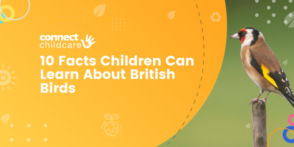 10 Facts Children Can Learn About British Birds - Connect Childcare